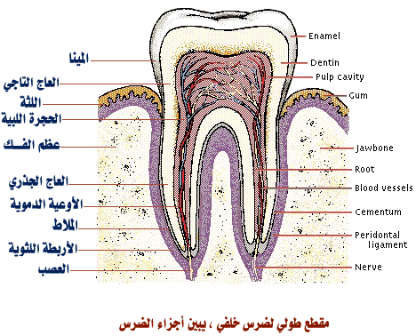 صور مقطع طولي لضرس خلفي يبين اجزاء الضرس
